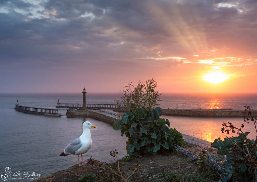 WHITBY Gallery - The North Yorkshire Gallery
