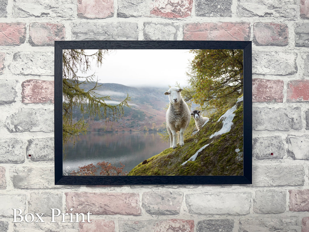 Lake District Sheep Photo Bomb - The North Yorkshire Gallery