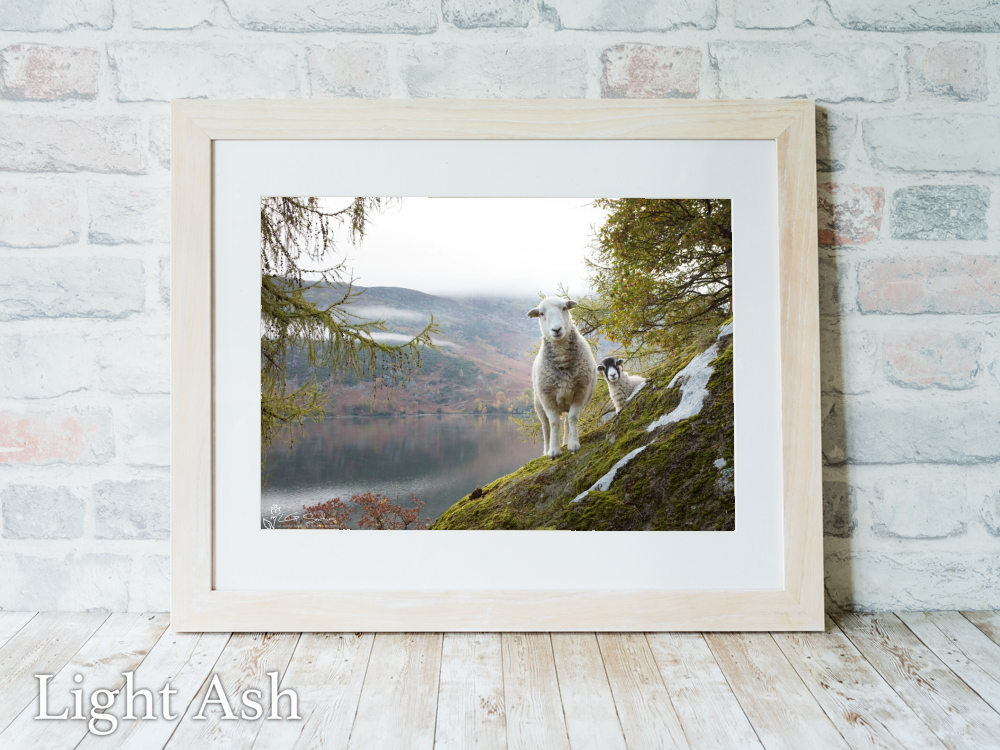 Lake District Sheep Photo Bomb - The North Yorkshire Gallery