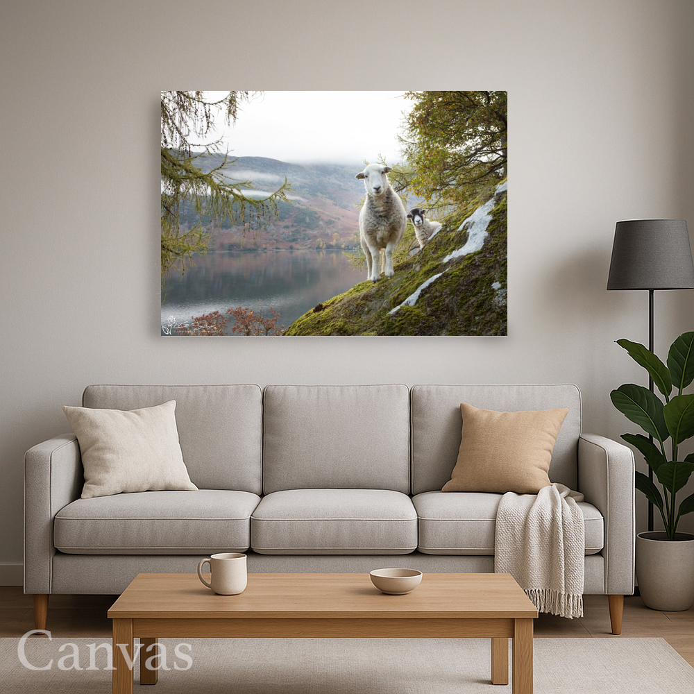 Lake District Sheep Photo Bomb - The North Yorkshire Gallery